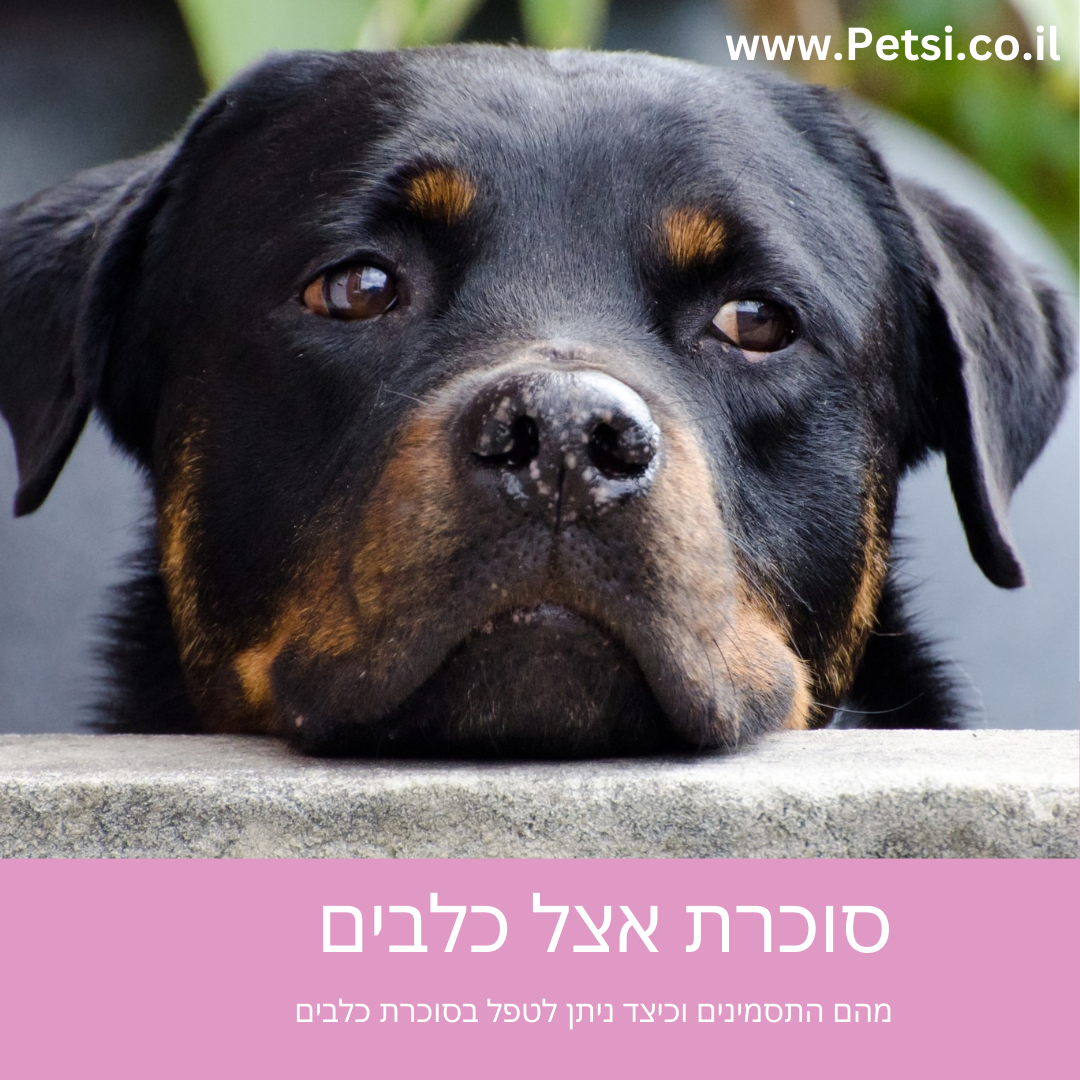 סוכרת כלבים - Petsi - השוואת ביטוחי בריאות לכלבים וחתולים