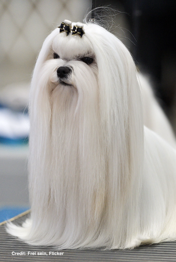 מלטז - Petsi - השוואת ביטוחי בריאות לכלבים וחתולים