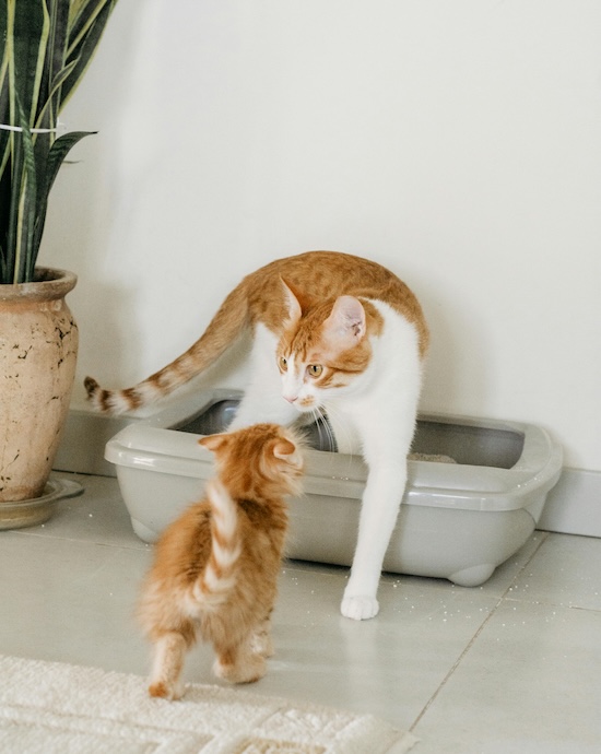 כשר אבל מסריח: כיצד לשמור על ארגז החול של החתול שלך נקי - Petsi ...