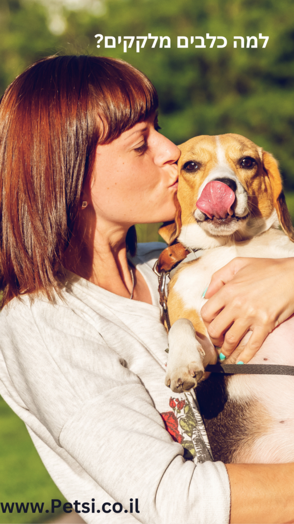 למה כלבים מלקקים - Petsi - השוואת ביטוחי בריאות לכלבים וחתולים