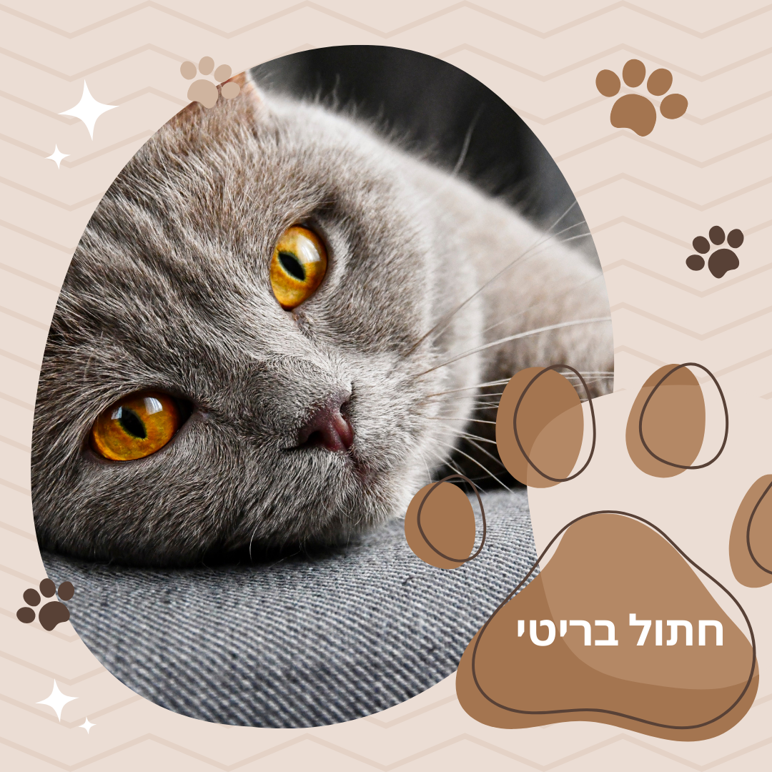 חתול בריטי - Petsi - השוואת ביטוחי בריאות לכלבים וחתולים