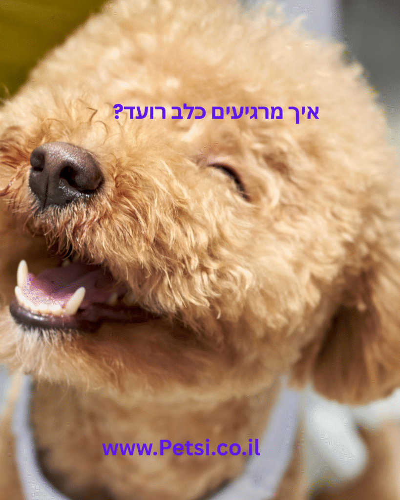 איך מרגיעים כלב רועד - Petsi - השוואת ביטוחי בריאות לכלבים וחתולים