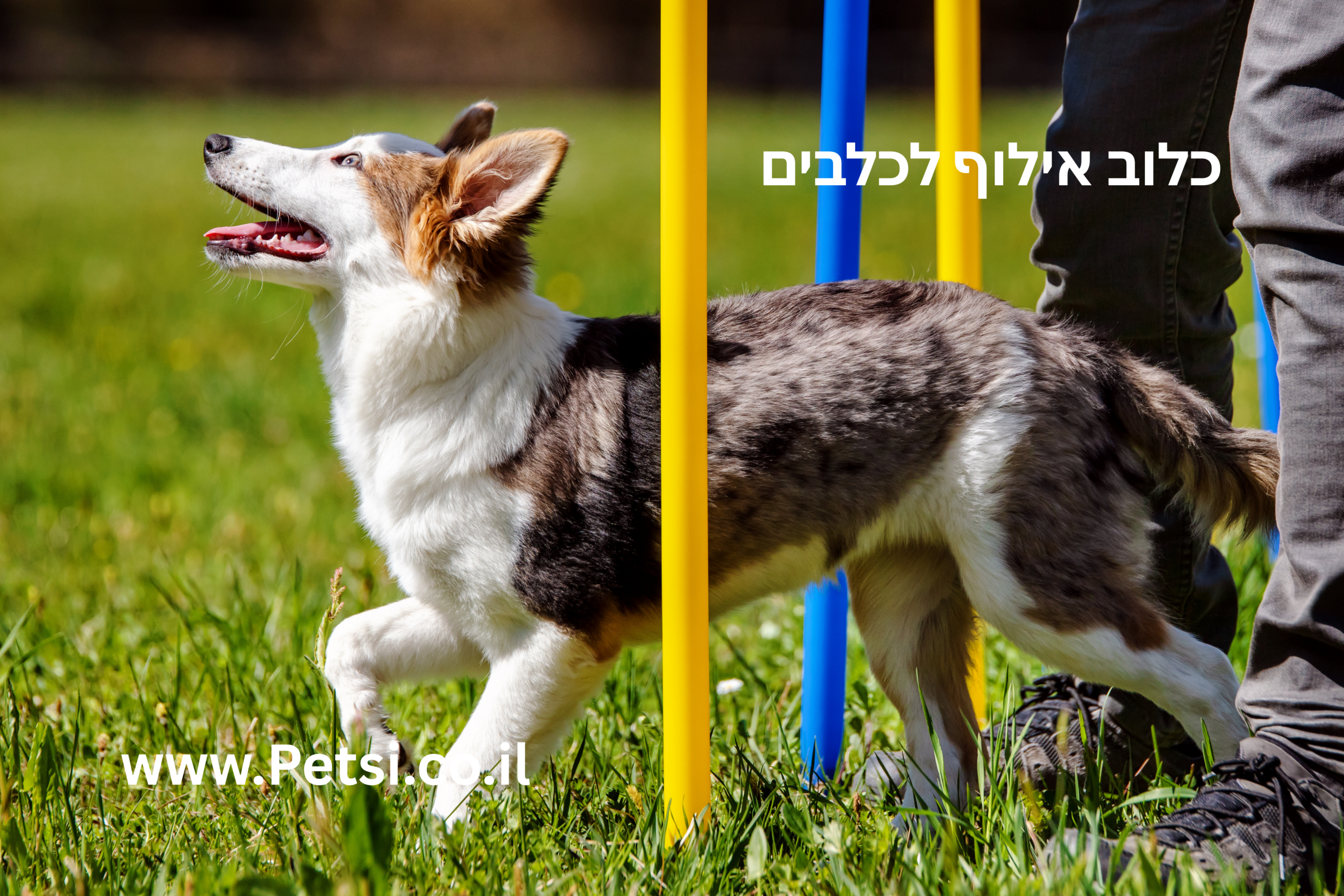 חיותא הגשת תביעה - Petsi - השוואת ביטוחי בריאות לכלבים וחתולים